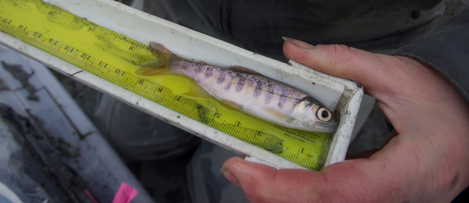Fisheries | Lower Elwha Klallam Tribe