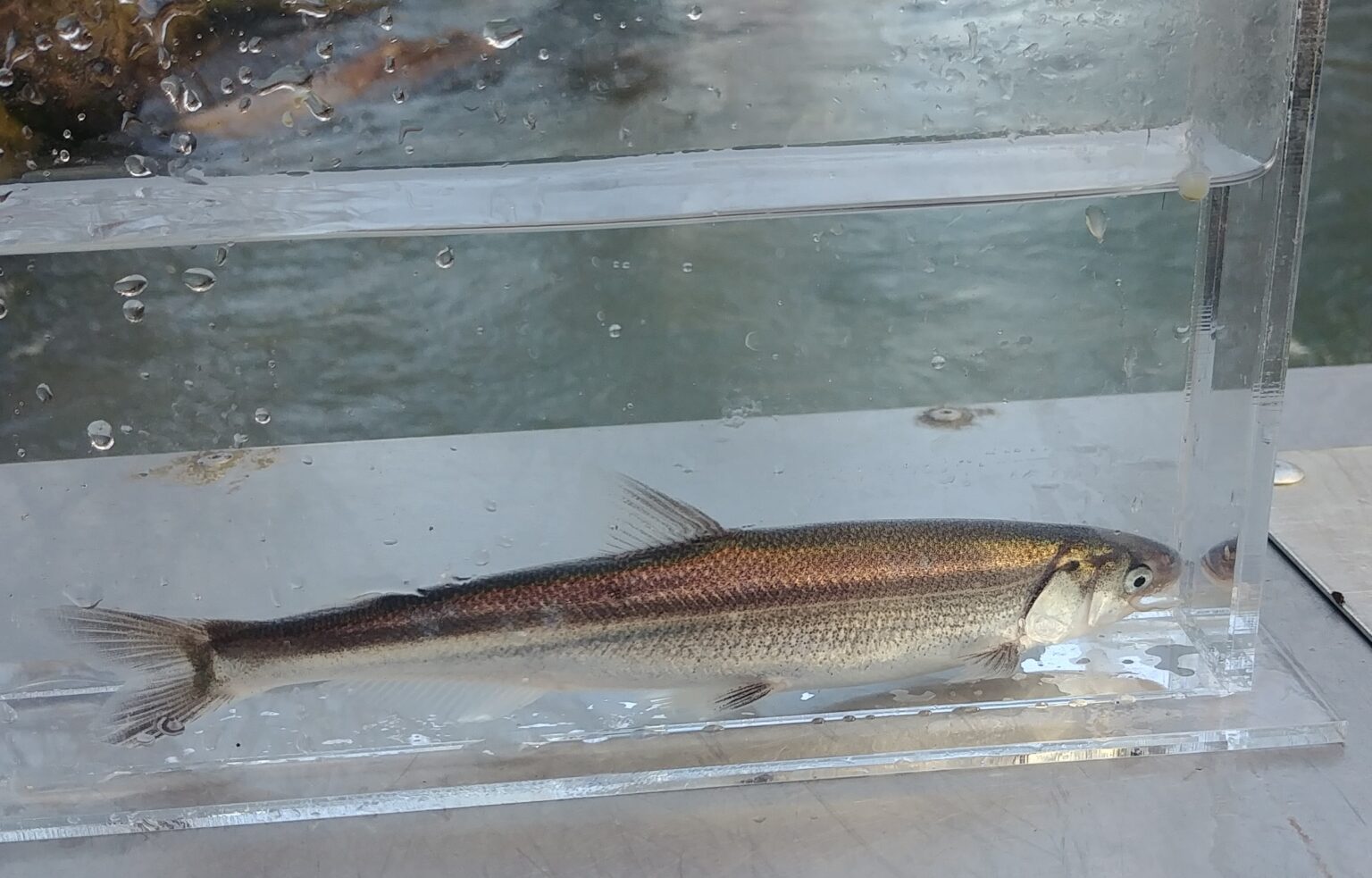 Fisheries | Lower Elwha Klallam Tribe