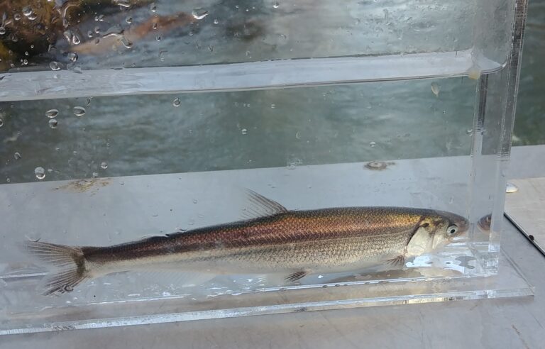 Fisheries | Lower Elwha Klallam Tribe