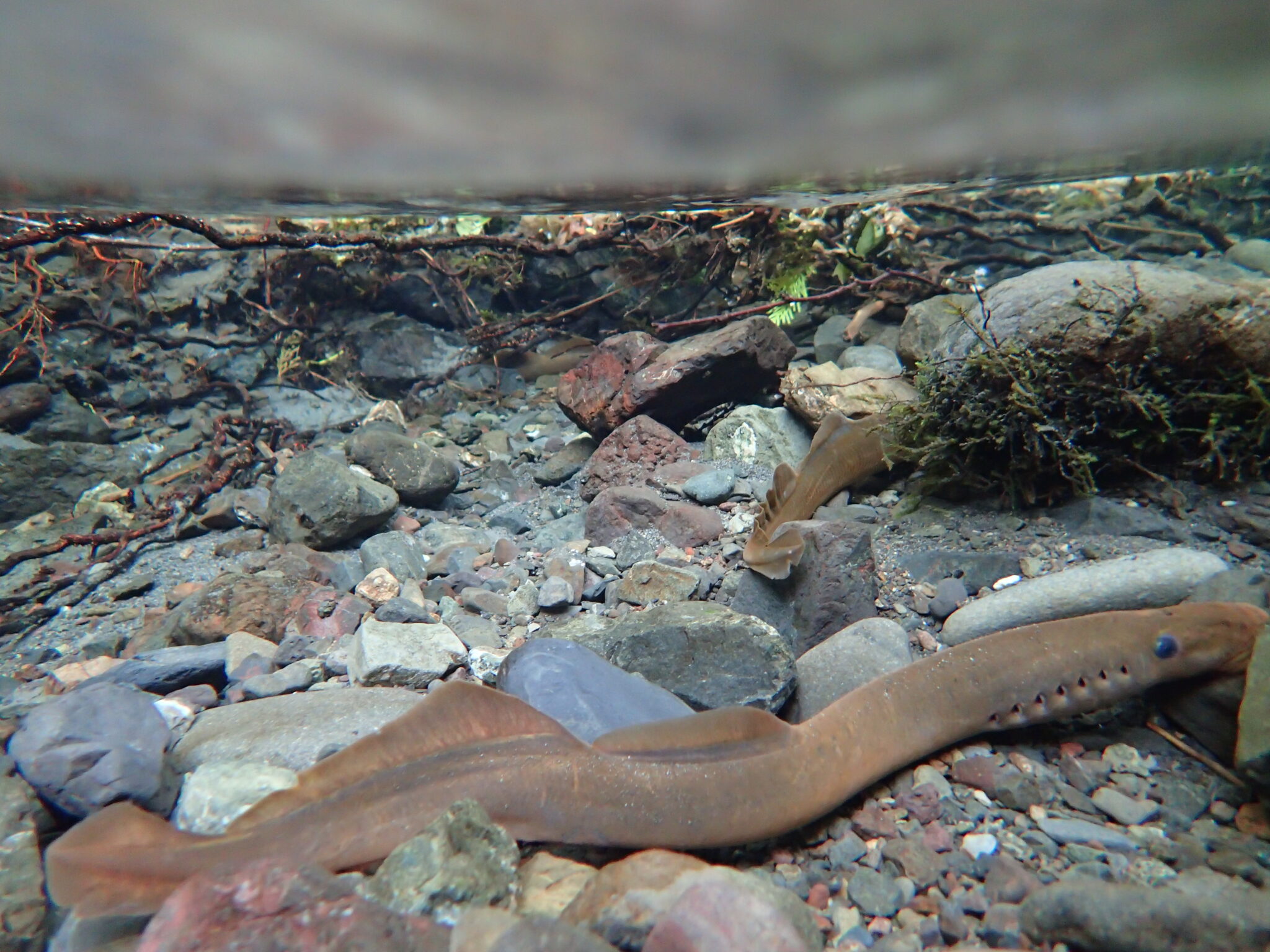 Fisheries | Lower Elwha Klallam Tribe